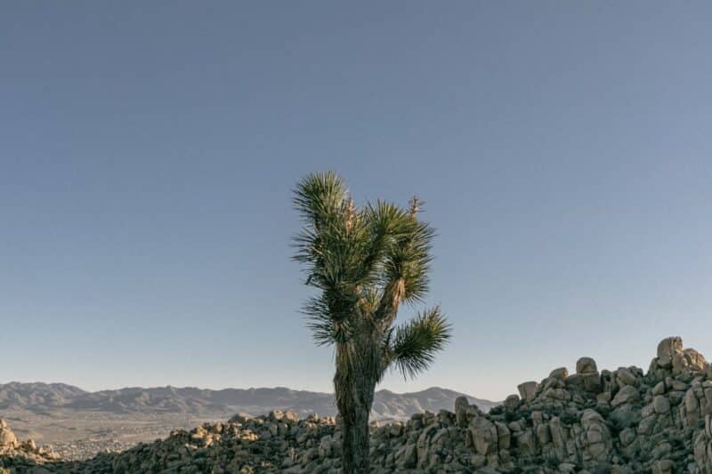13 Best Things to Do in Joshua Tree | Fieldtrip