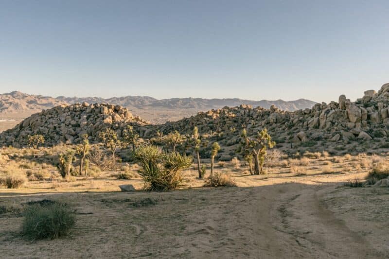 A Visitor's Guide to Downtown Joshua Tree | Fieldtrip